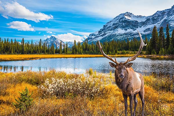 8 Best National Parks in Canada You Need to Visit - YMT Vacations